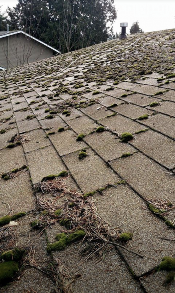 The Moss Busters | Everett, Washington